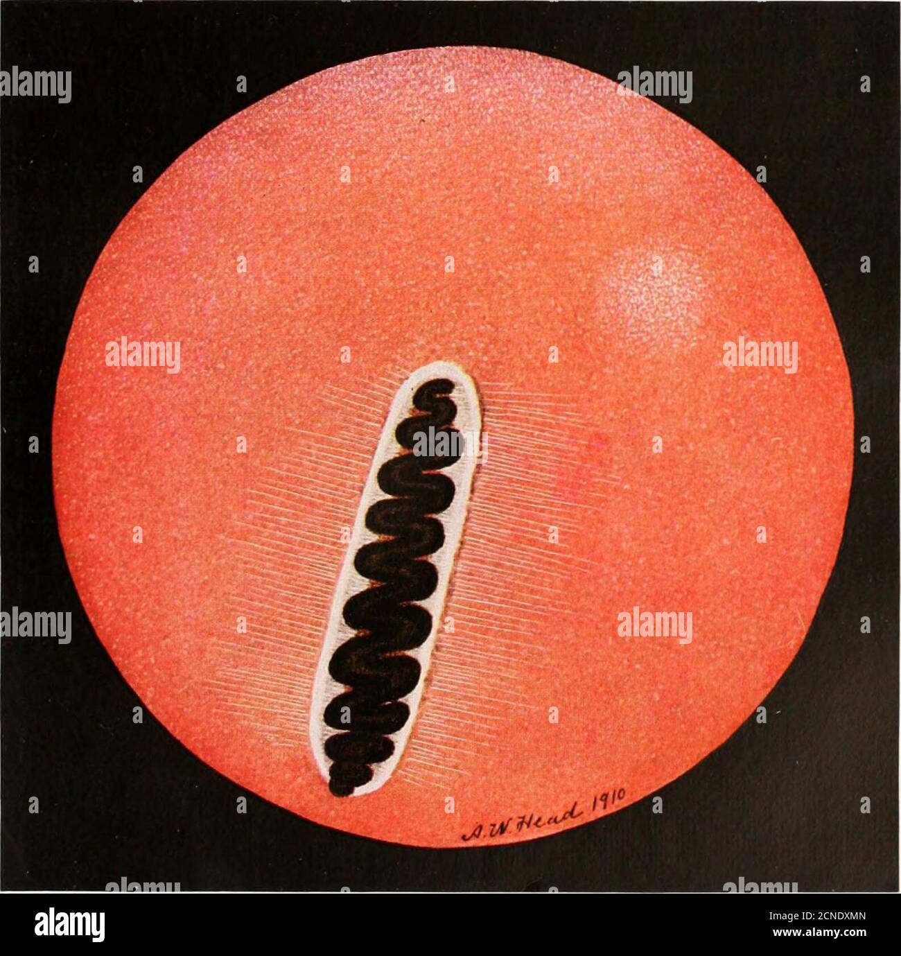 . The fundus oculi of birds, especially as viewed by the ophthalmoscope ...