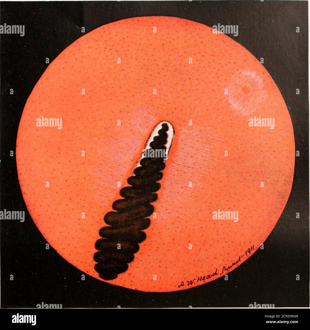 Eyeground hi-res stock photography and images - Alamy