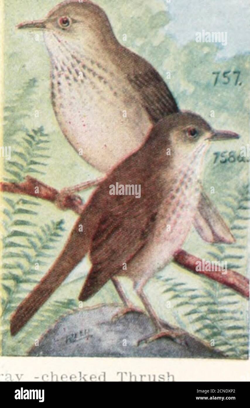 Hermit Thrush Range