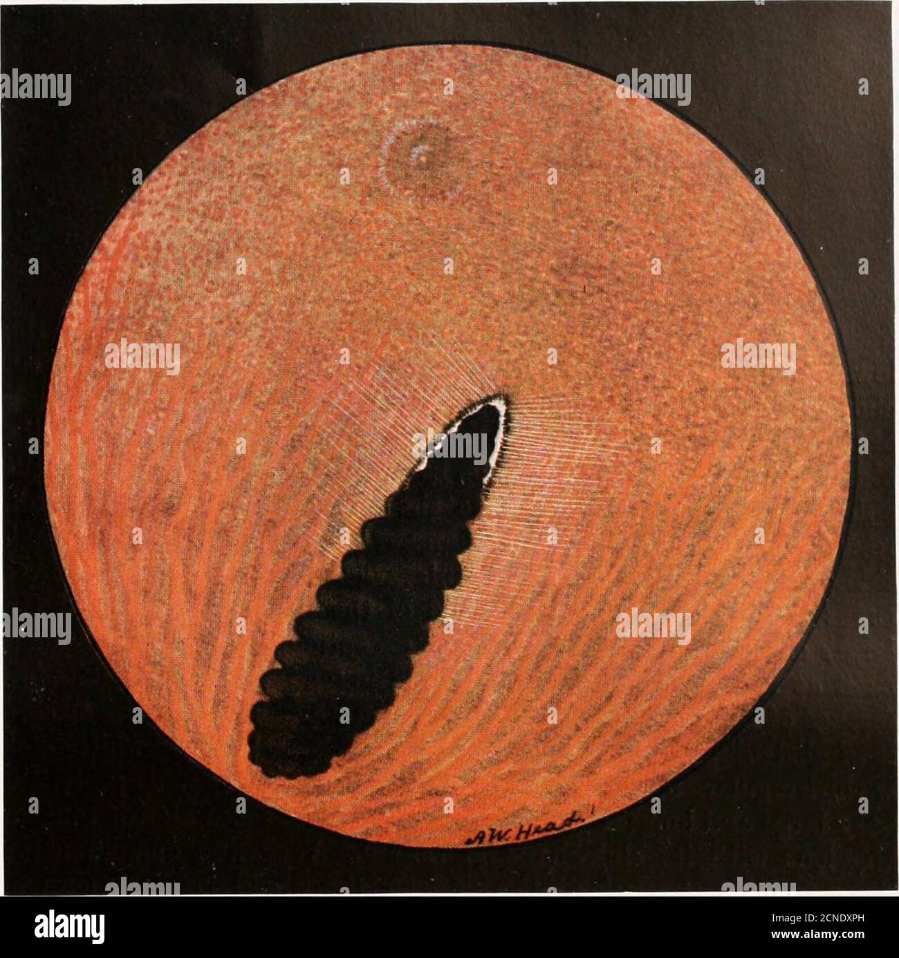 . The fundus oculi of birds, especially as viewed by the ophthalmoscope ...