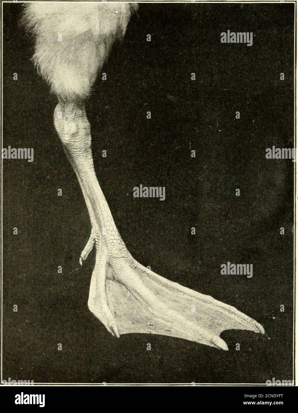 . The bird; its form and function . Fig. 305.—Rough-legged Hawk in ...