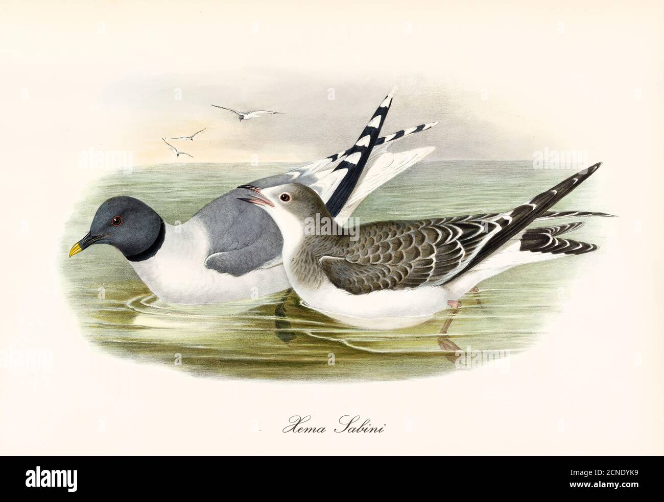 Couple of Sabine's Gull (Xema sabini) birds floating and twittering on ...