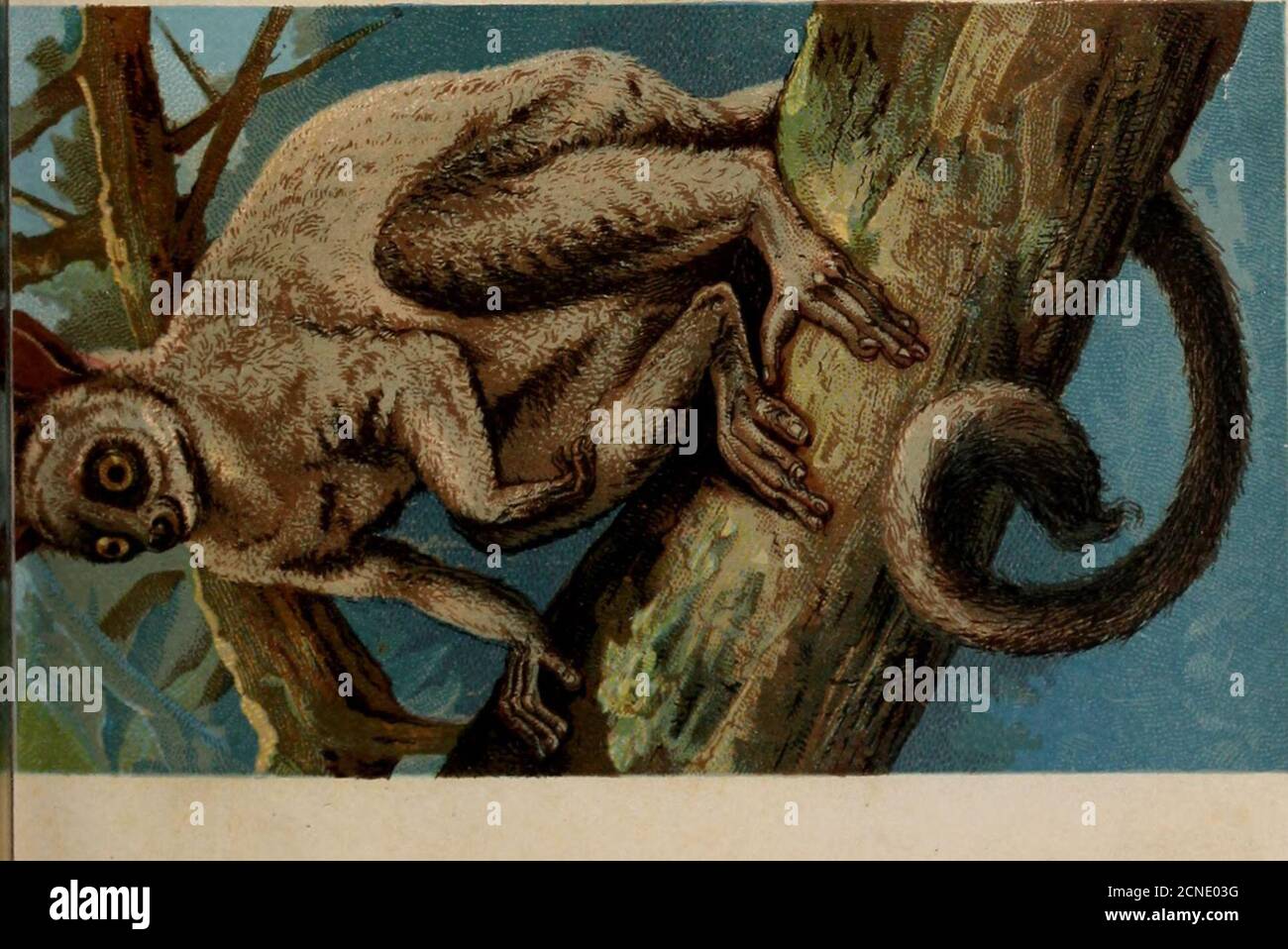 The largest bat species hi-res stock photography and images - Alamy