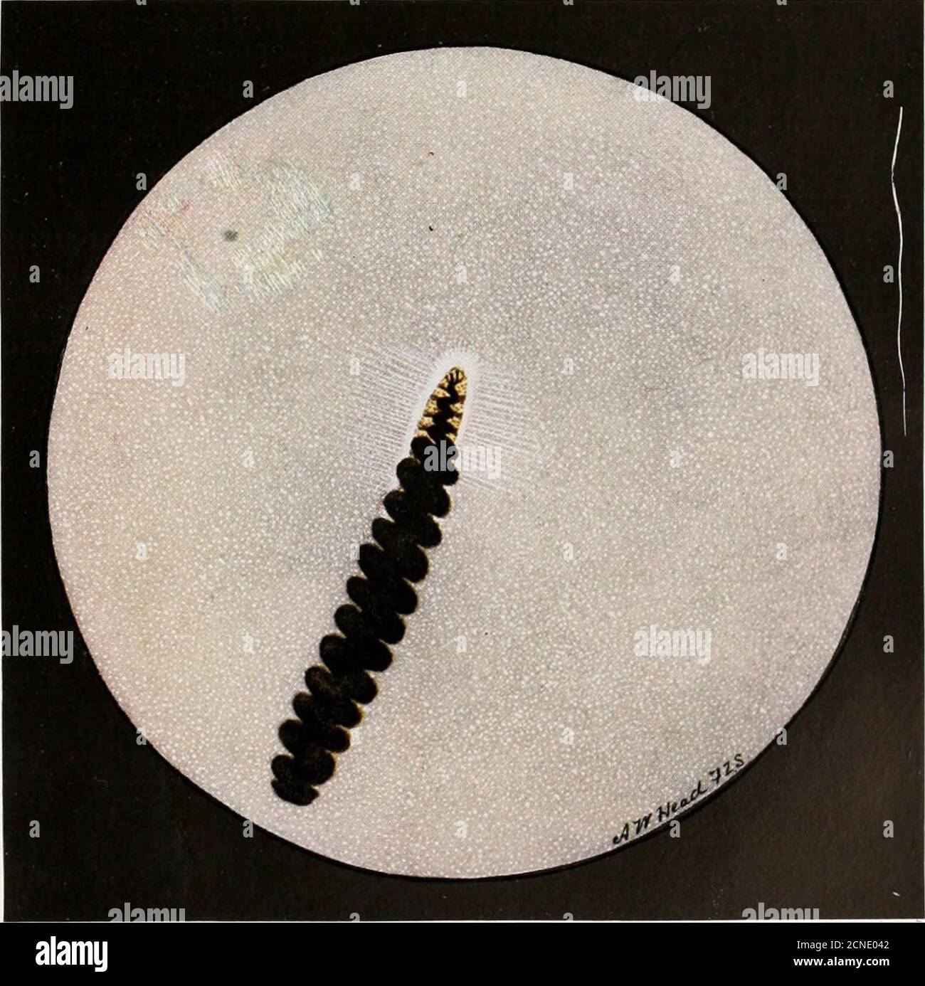 . The fundus oculi of birds, especially as viewed by the ophthalmoscope ...