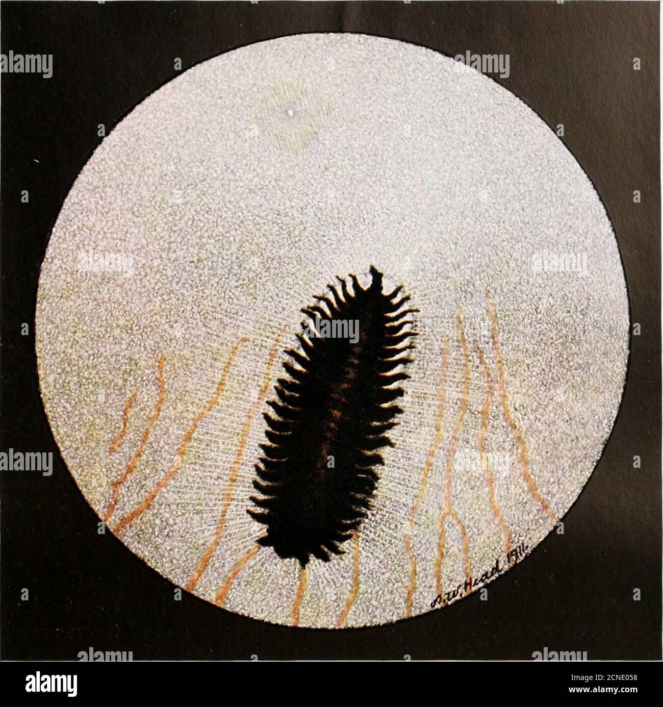 Eyeground hi-res stock photography and images - Alamy