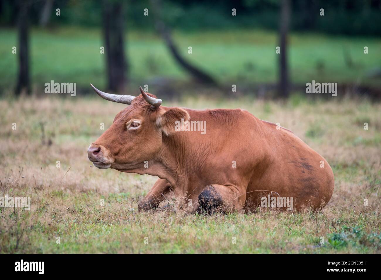 Limousine A Cow Of The Limousine Breed High Resolution Stock ...