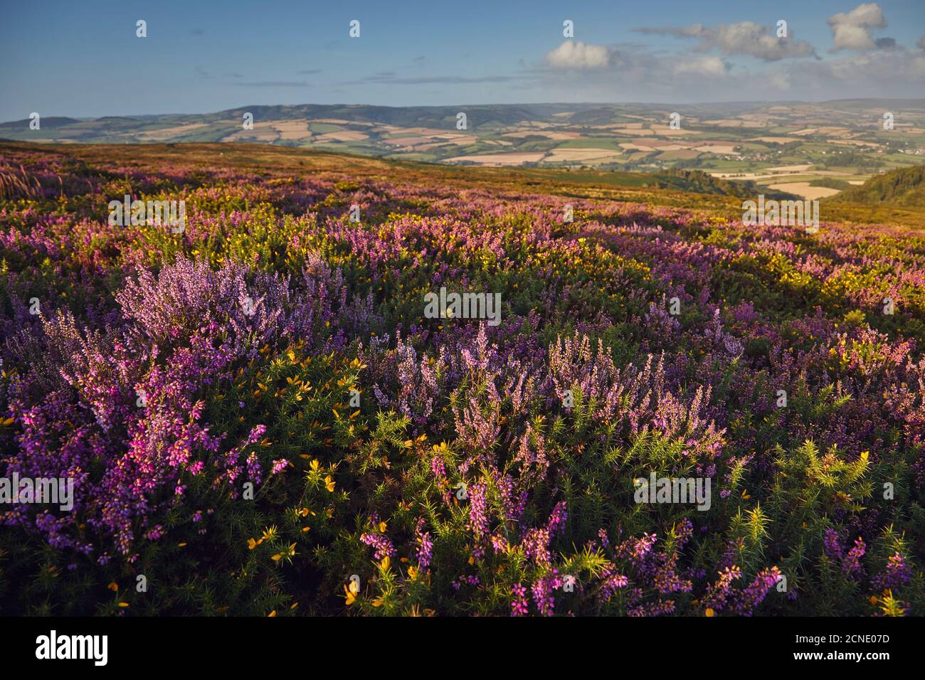 Heather in flower on moorland on Beacon Hill, in the Quantock Hills ...