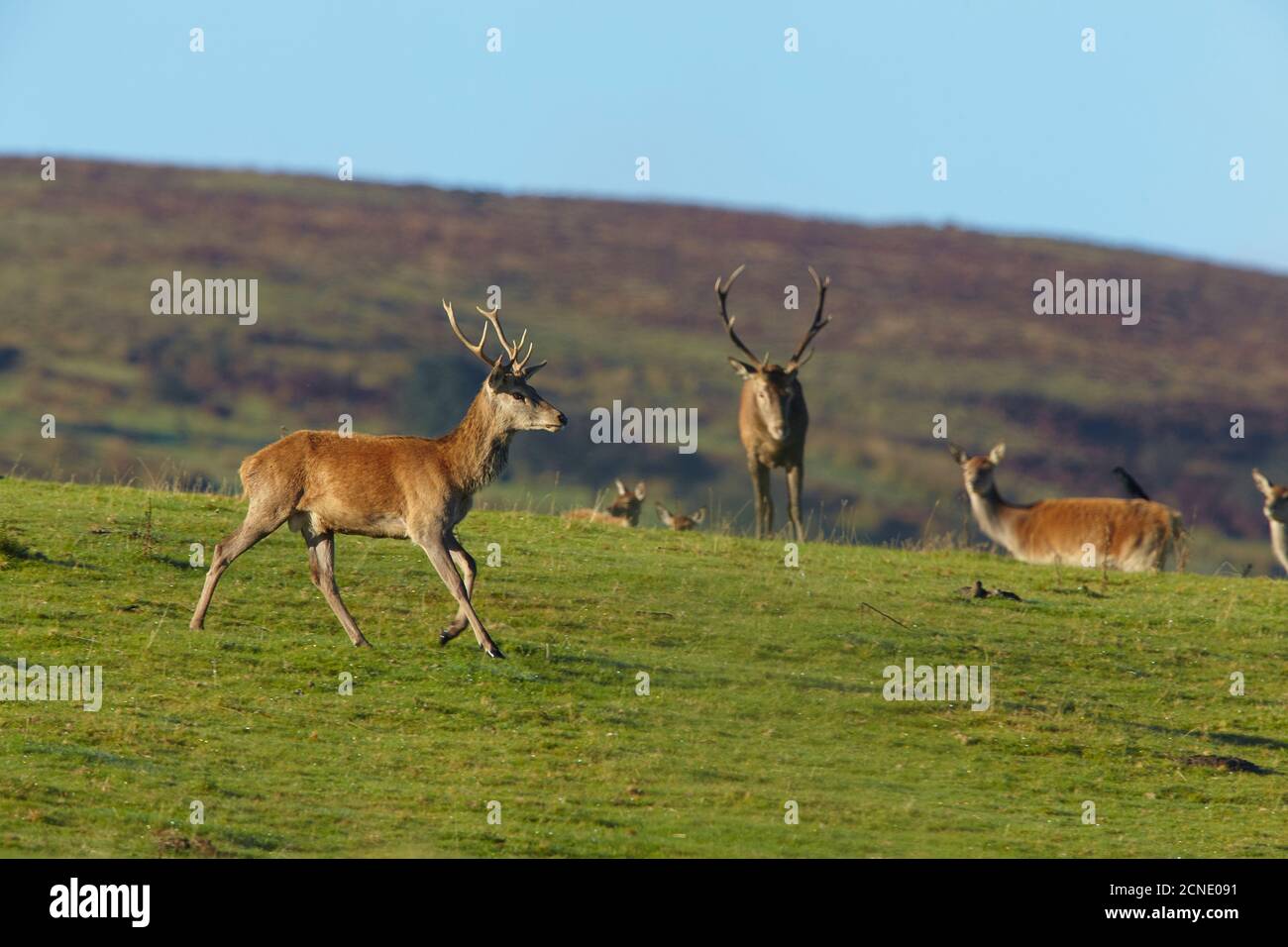 Red Deer stags on the north side of Dunkery Beacon, near Porlock, in ...