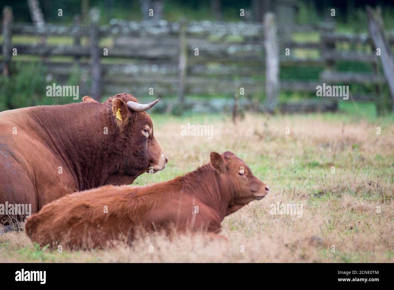 Limousine A Cow Of The Limousine Breed High Resolution Stock ...