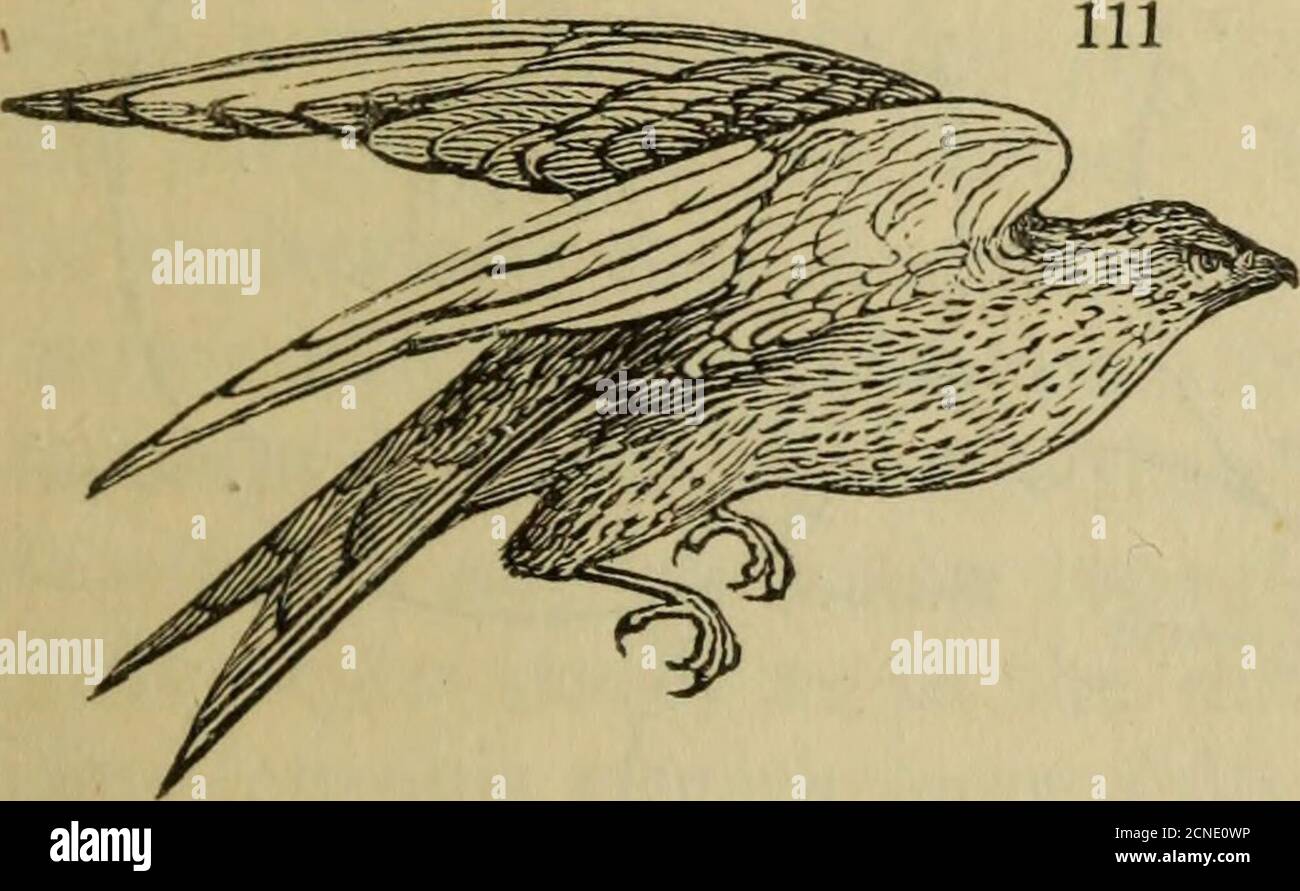 Milvine hi-res stock photography and images - Alamy