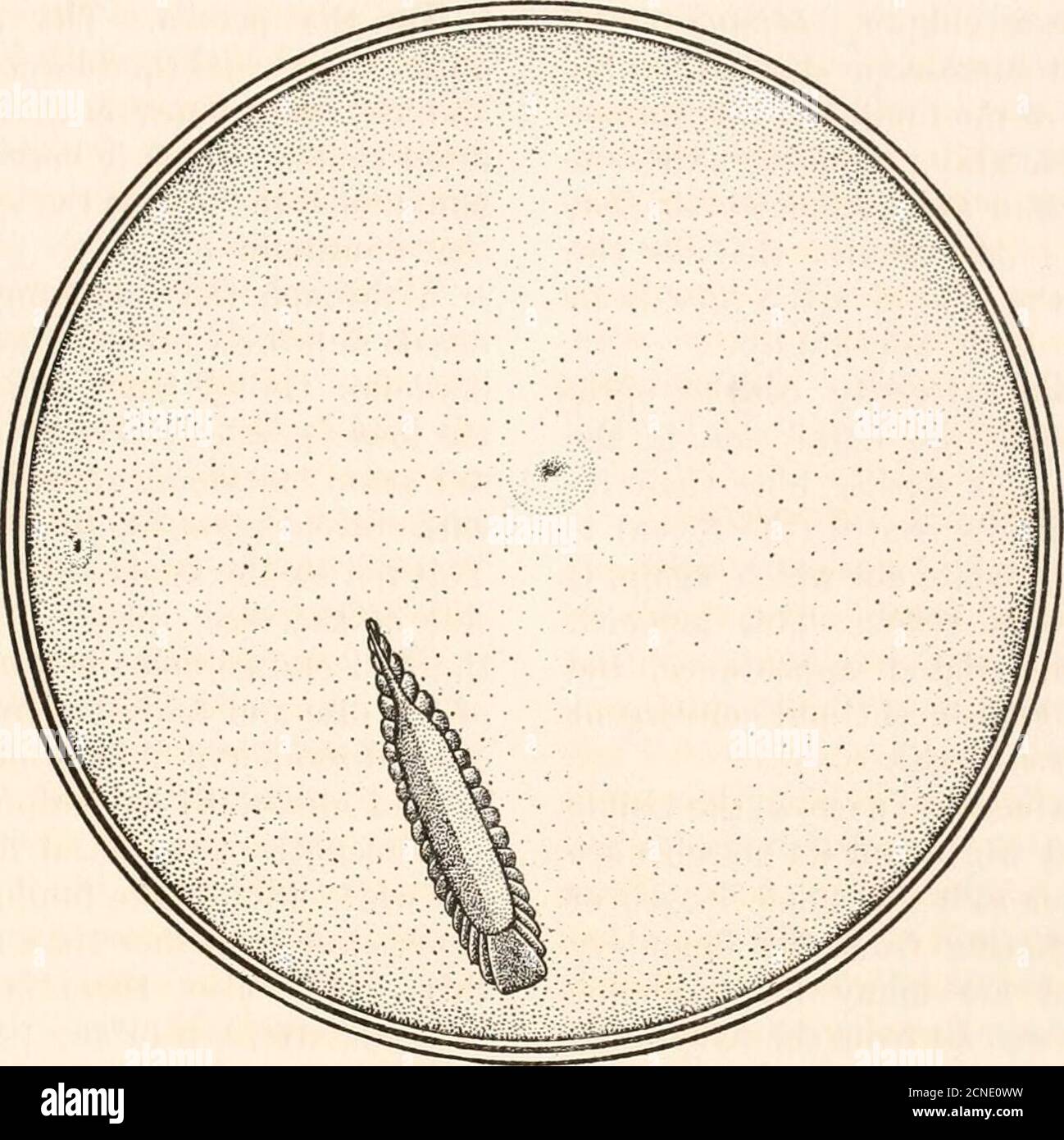 Fundus region hi-res stock photography and images - Alamy