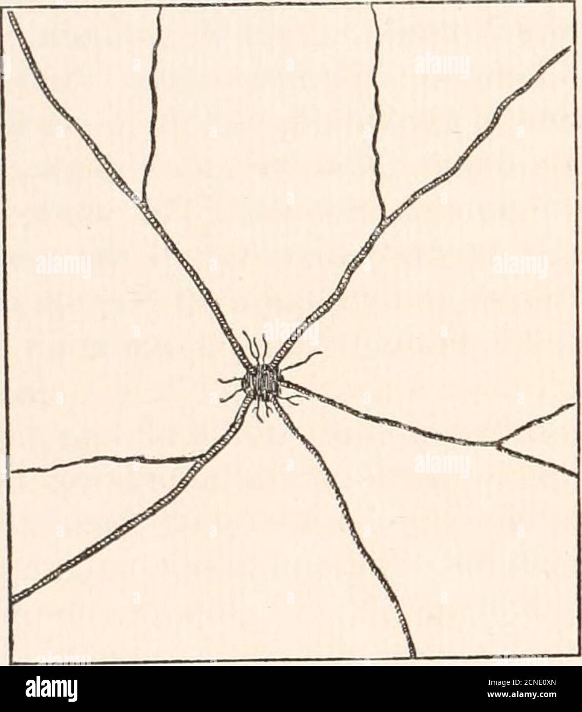 Eyeground hi-res stock photography and images - Alamy