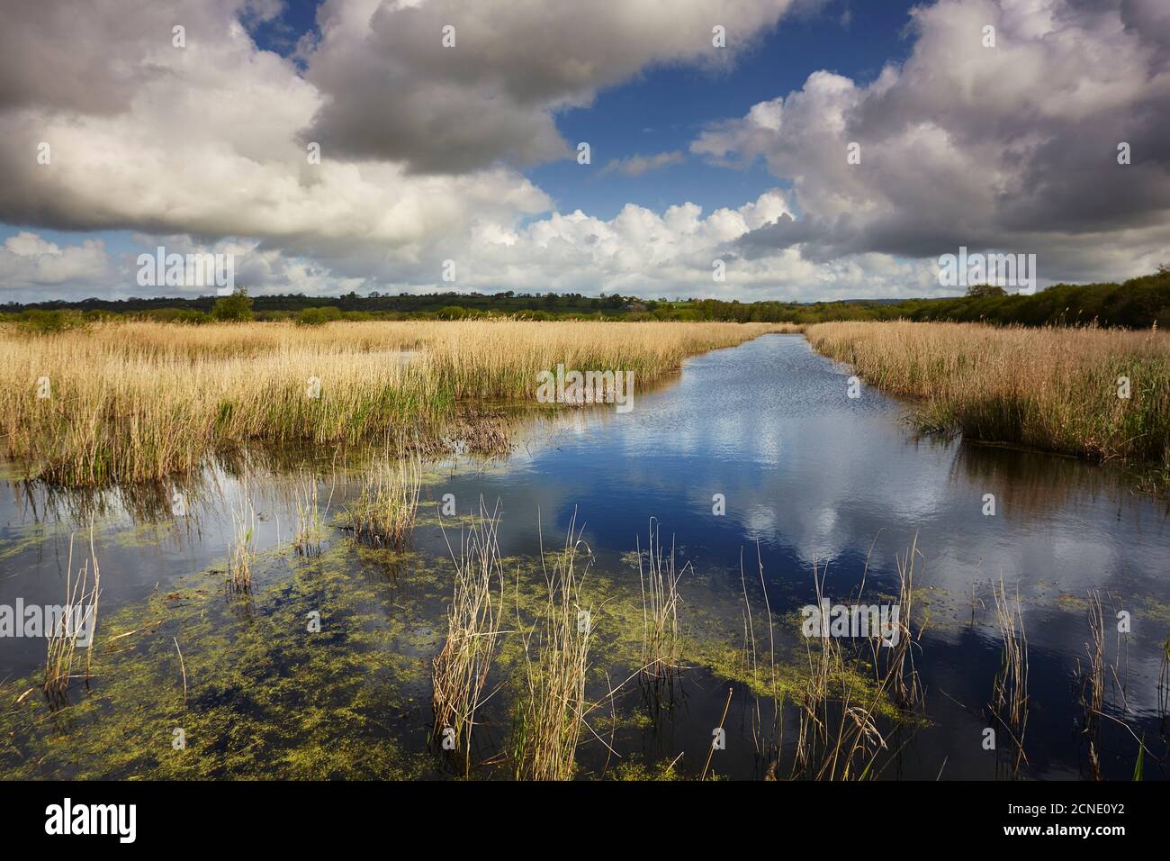 Avalon marshes hi-res stock photography and images - Alamy
