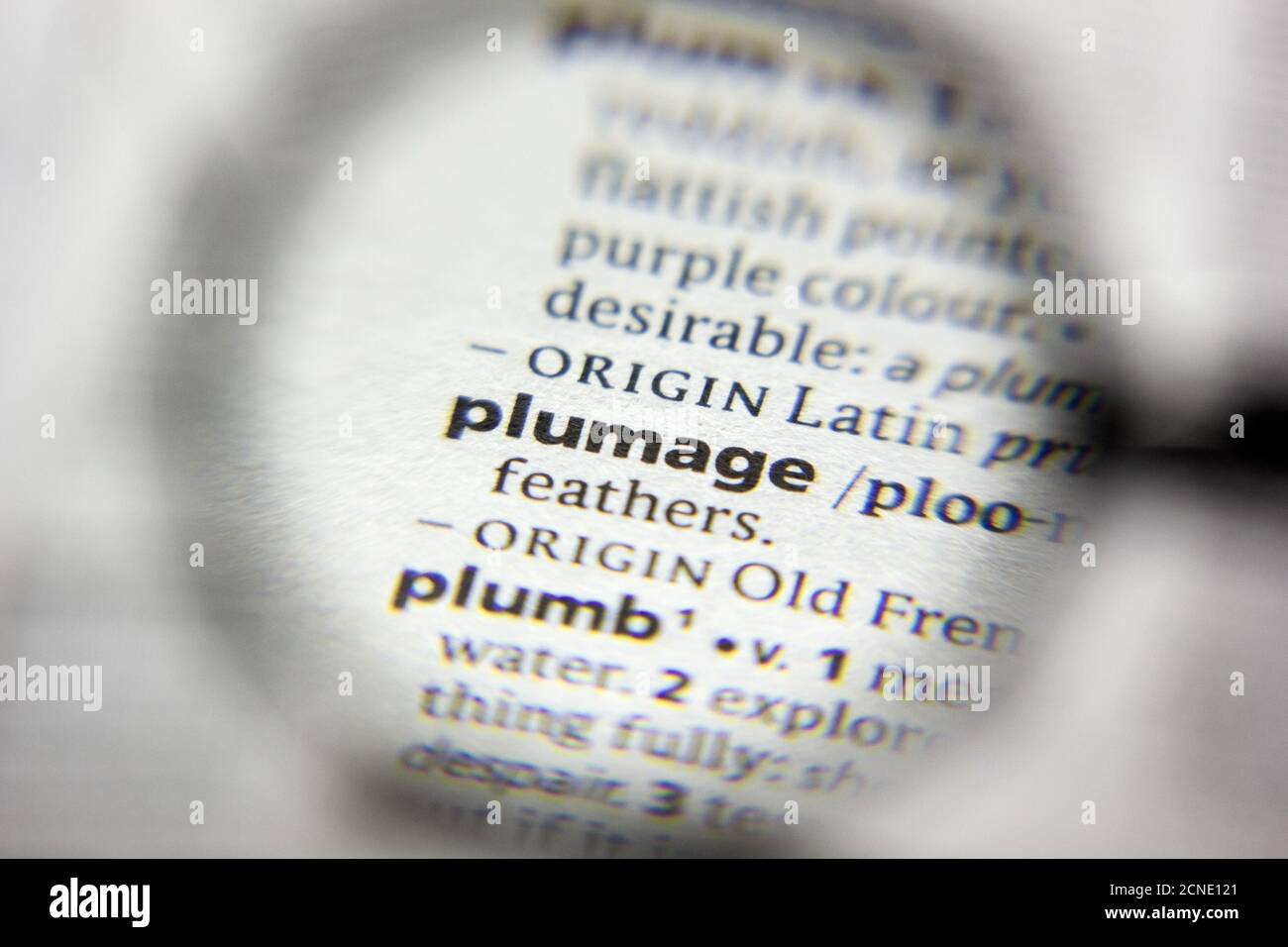 Highlighted plumage hi-res stock photography and images - Alamy