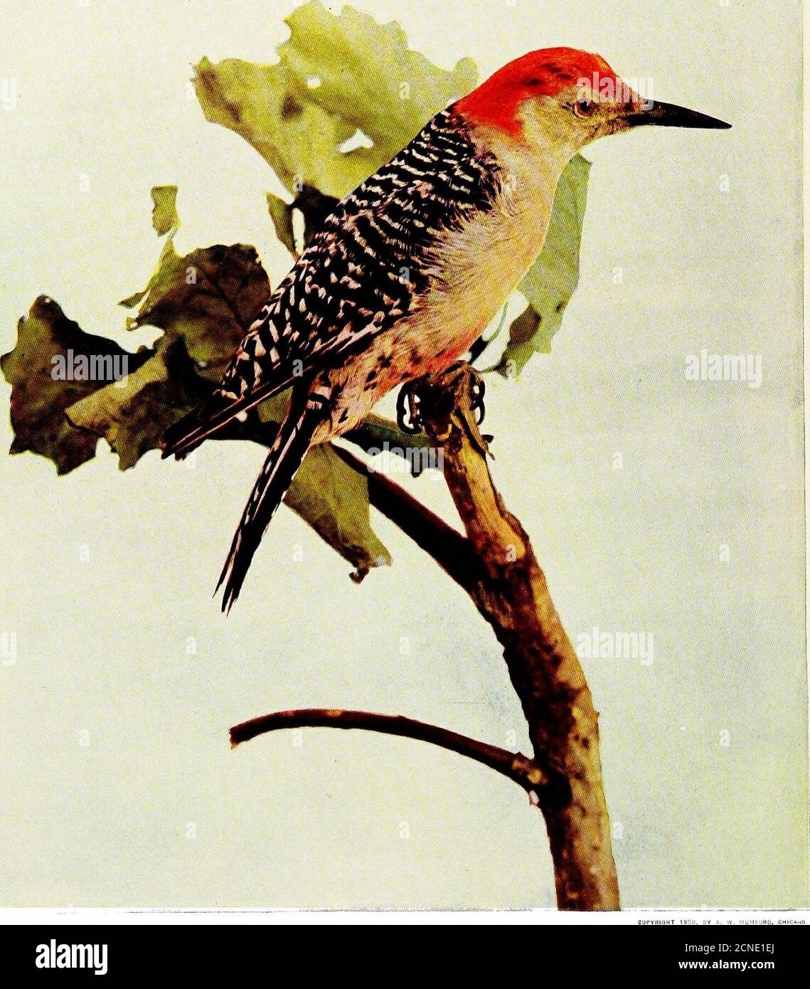 . The birds of Ohio; a complete scientific and popular description of ...
