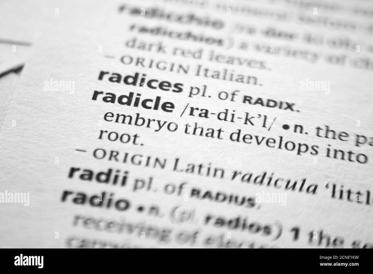 Radicle hi-res stock photography and images - Alamy