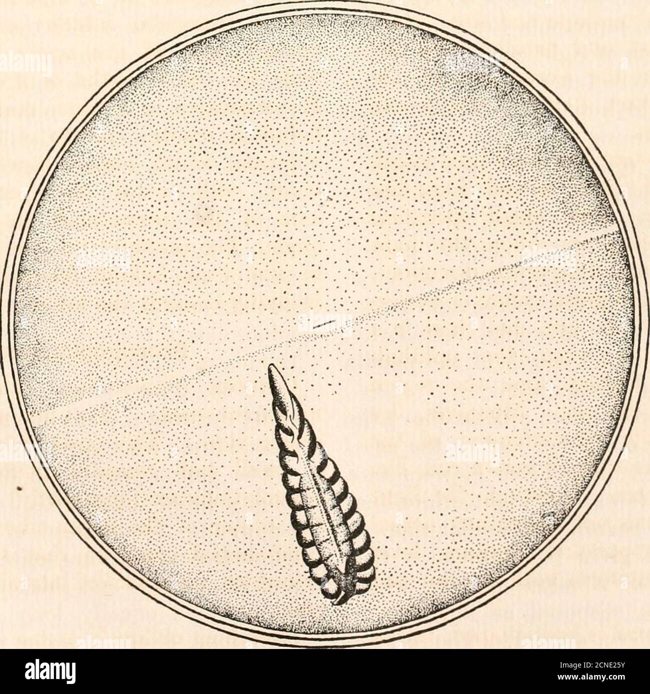 . The fundus oculi of birds, especially as viewed by the ophthalmoscope ...