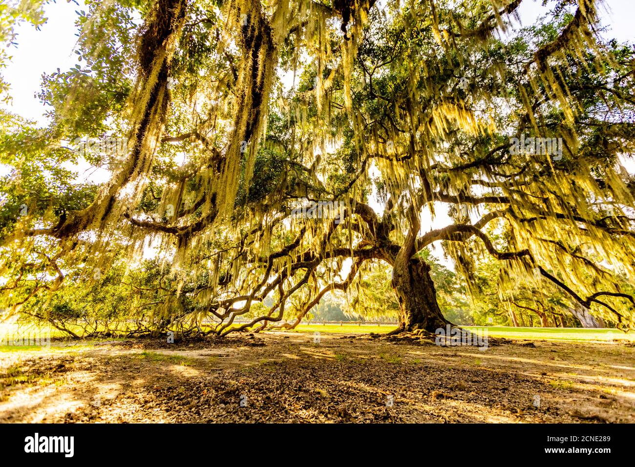 Life in tree hi-res stock photography and images - Alamy