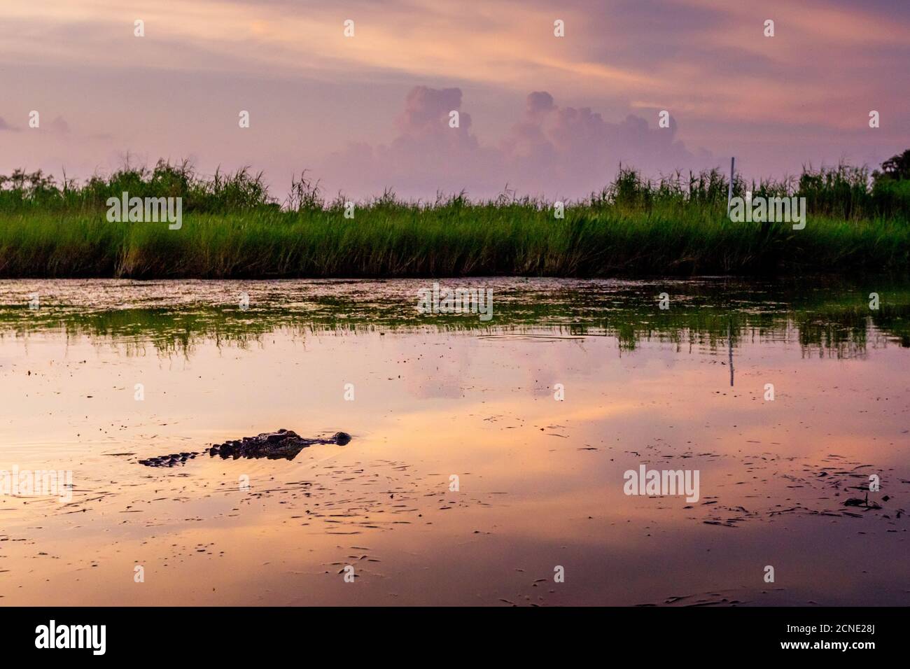 Alligator Alley is home to so many alligators that it's impossible to ...