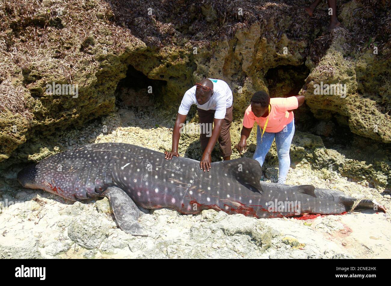 Whale shark africa kenya hi-res stock photography and images - Alamy