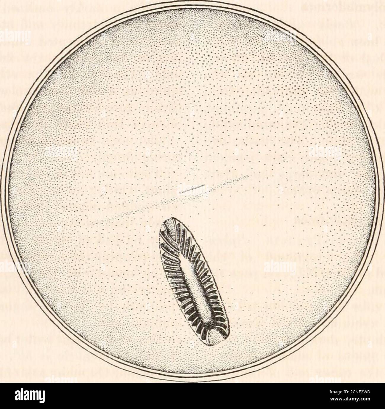 . The fundus oculi of birds, especially as viewed by the ophthalmoscope ...