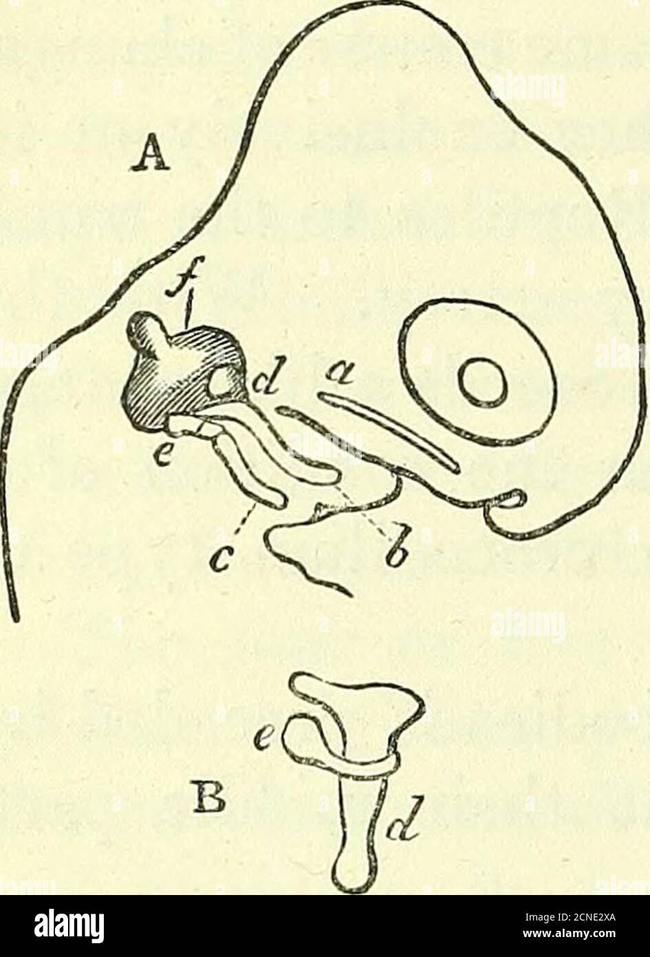Lacrymal bones hi-res stock photography and images - Alamy