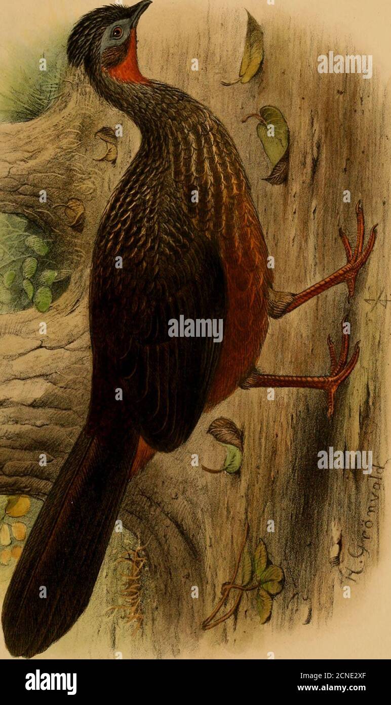 . The birds of South America . PerueLopey ohscitrou. Darh Giuui^. b.lt ...