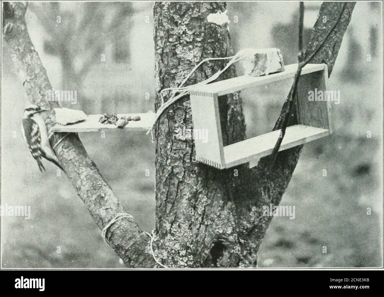 Crow eating insects hi-res stock photography and images - Alamy