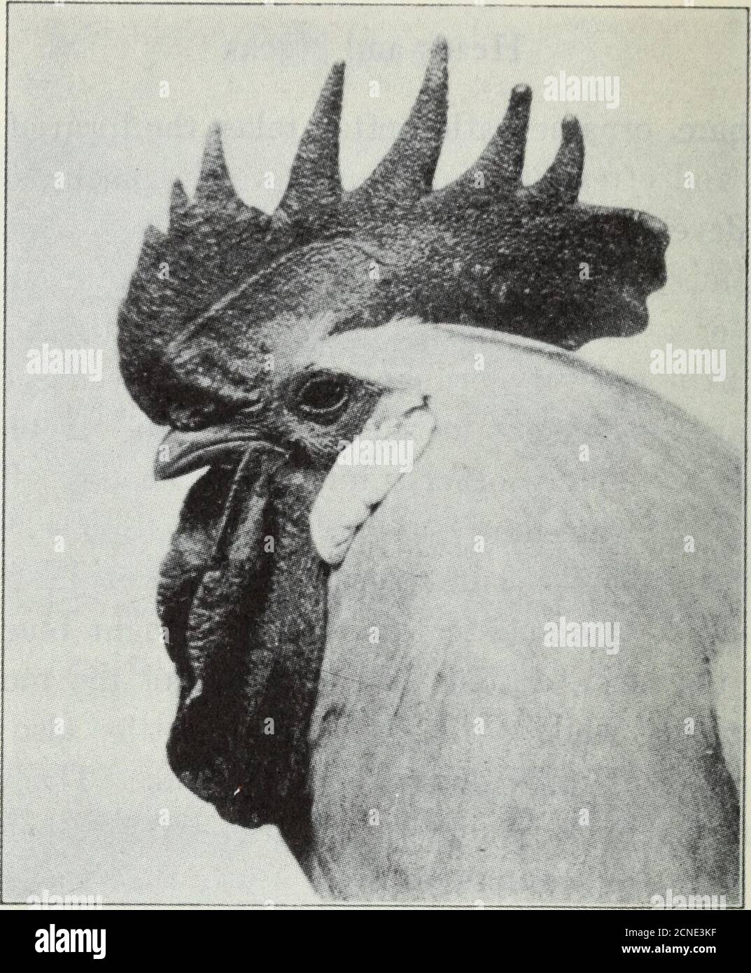 . The bird, its form and function . the head, dotted with tubercles of ...