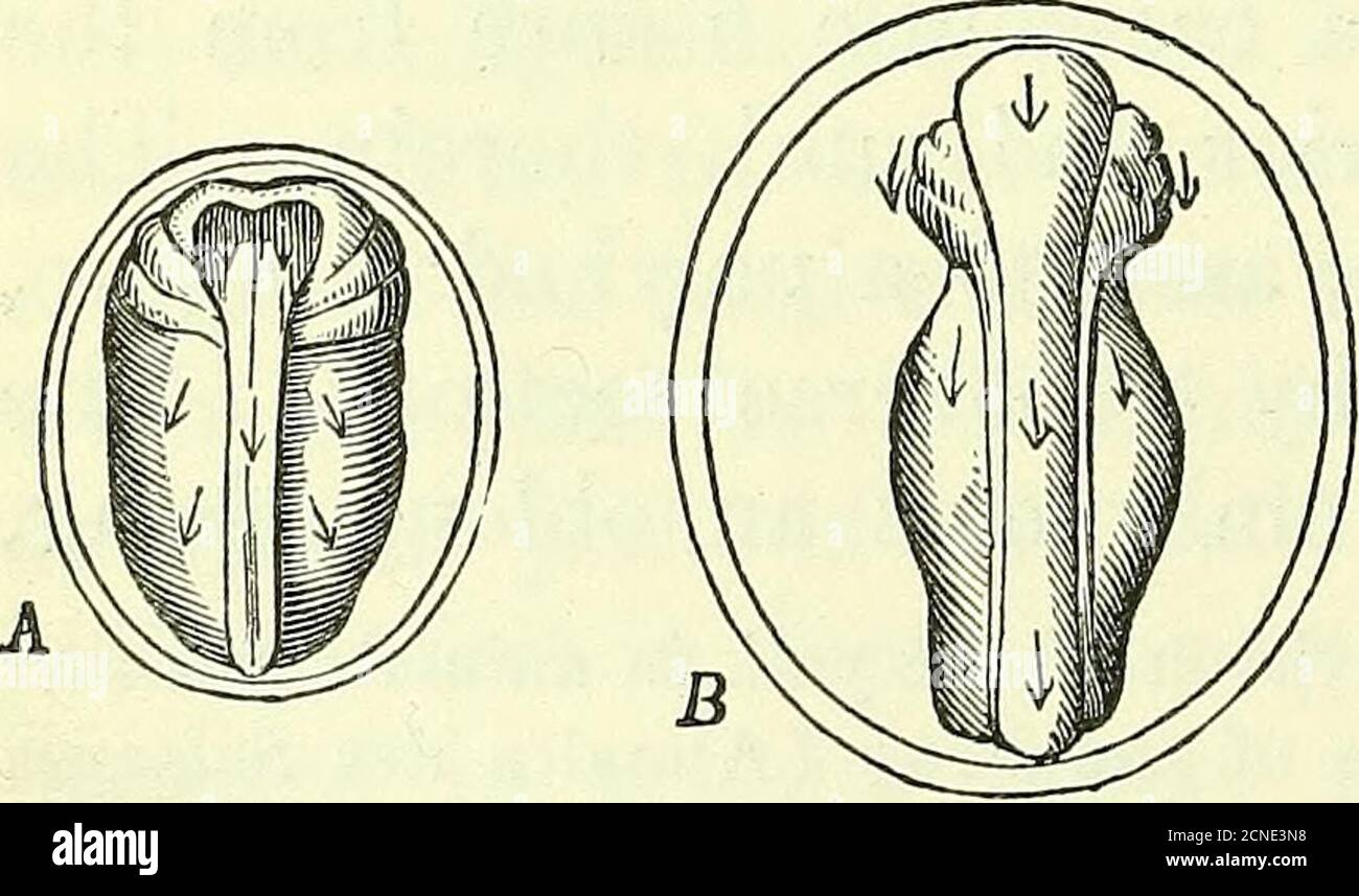 . On the anatomy of vertebrates [electronic resource] . Section of yolk ...