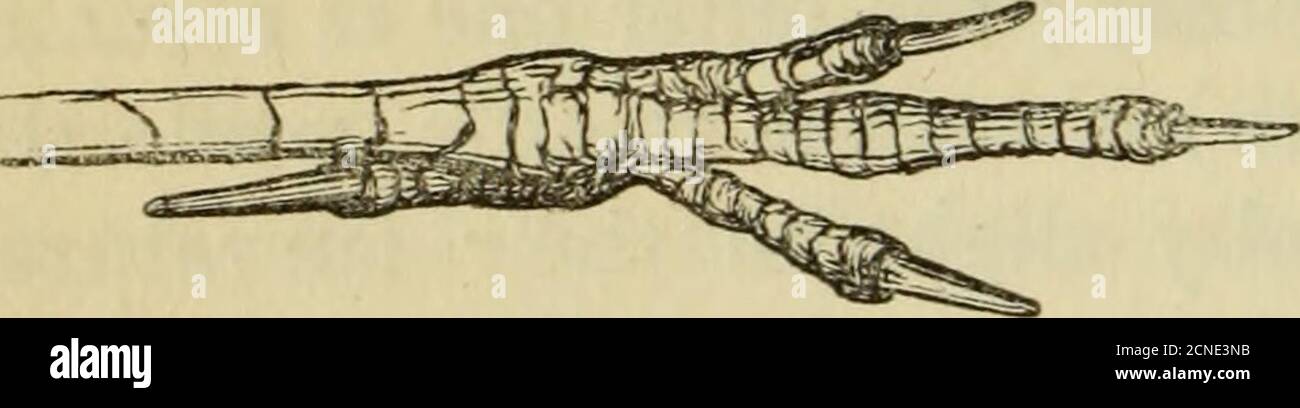 Scansorial bird hi-res stock photography and images - Alamy