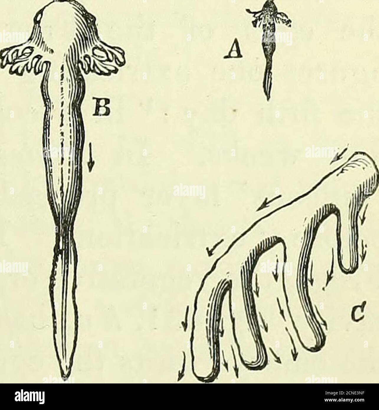 . On the anatomy of vertebrates [electronic resource] . ing inclosed by ...
