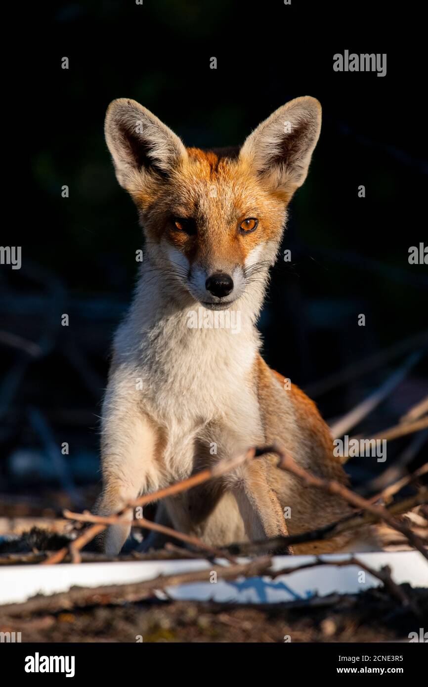 An urban fox cub on a garden wall in London, England, United Kingdom ...