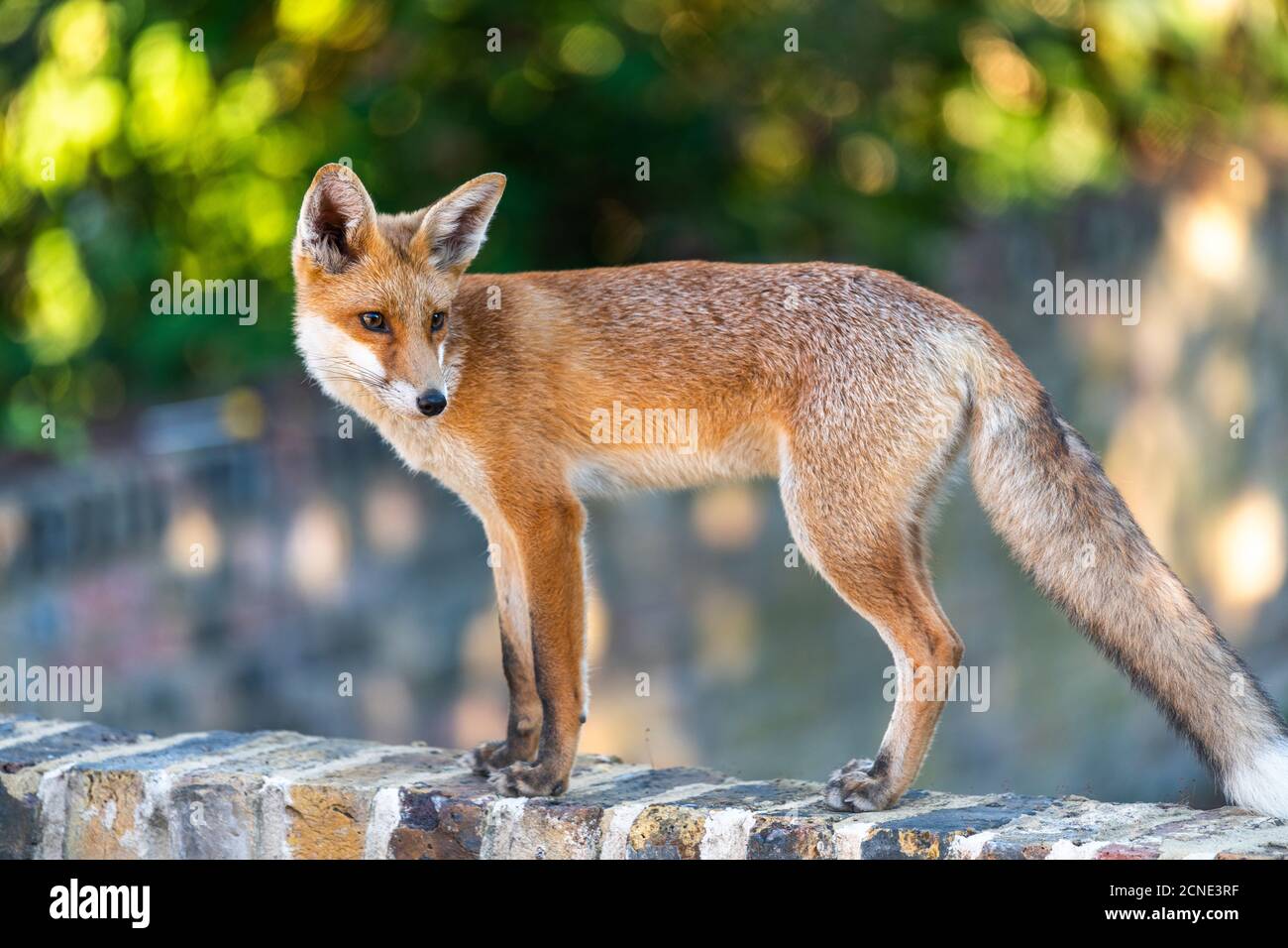An urban fox cub on a garden wall in London, England, United Kingdom ...
