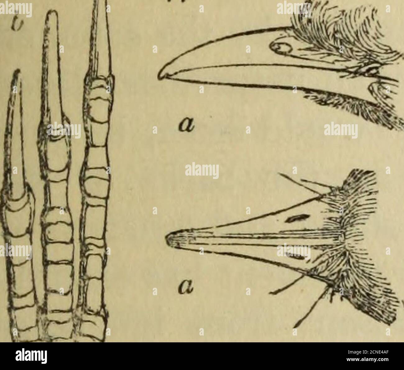 Arched claws hi-res stock photography and images - Alamy
