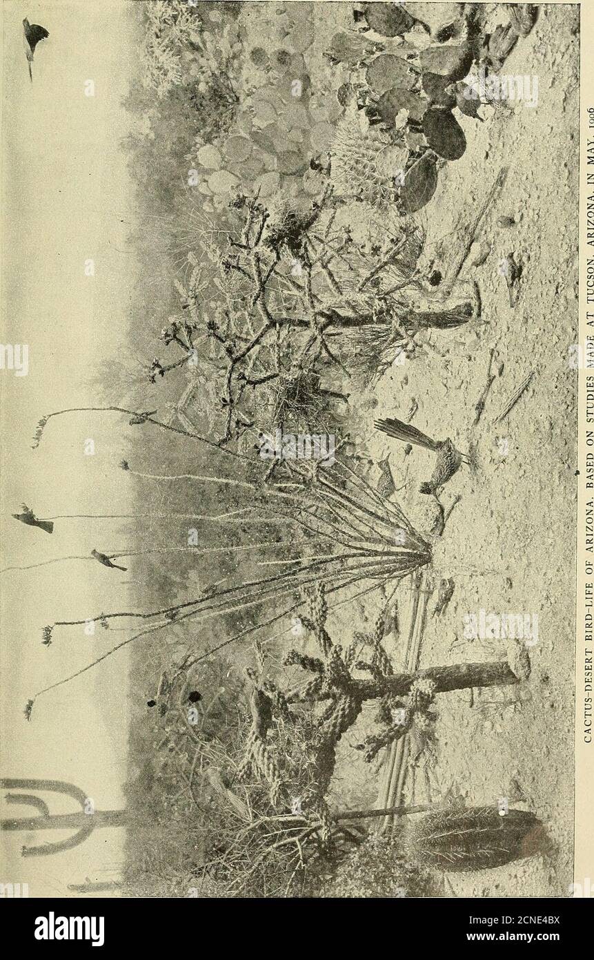 Colonial nesting bird species hi-res stock photography and images - Alamy