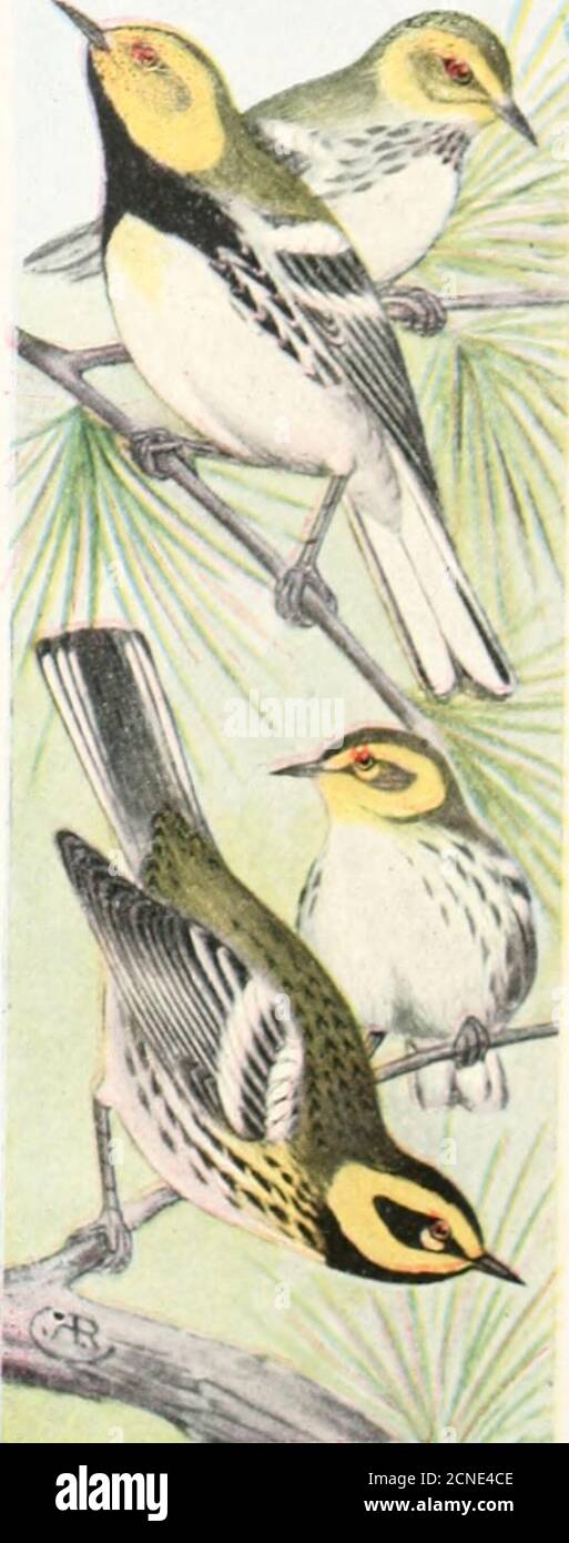 . The bird book : illustrating in natural colors more than seven ...