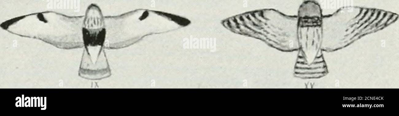 . Bird-lore Stock Photo - Alamy