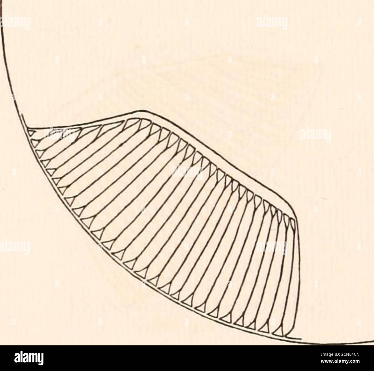 Western mockingbird hi-res stock photography and images - Alamy