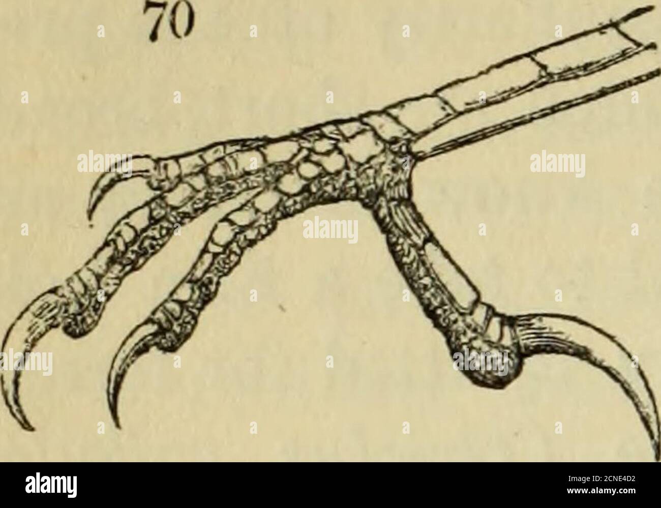 . On the natural history and classification of birds . toes are very ...