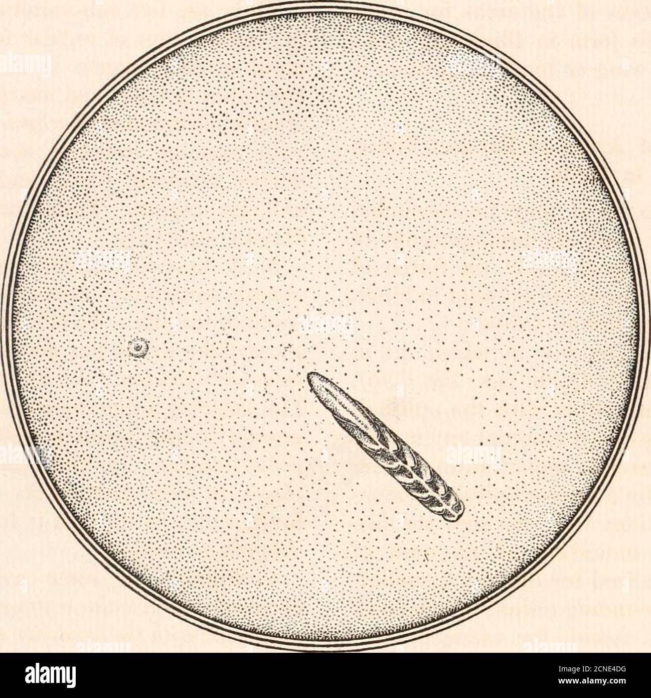 Strix flammed hi-res stock photography and images - Alamy