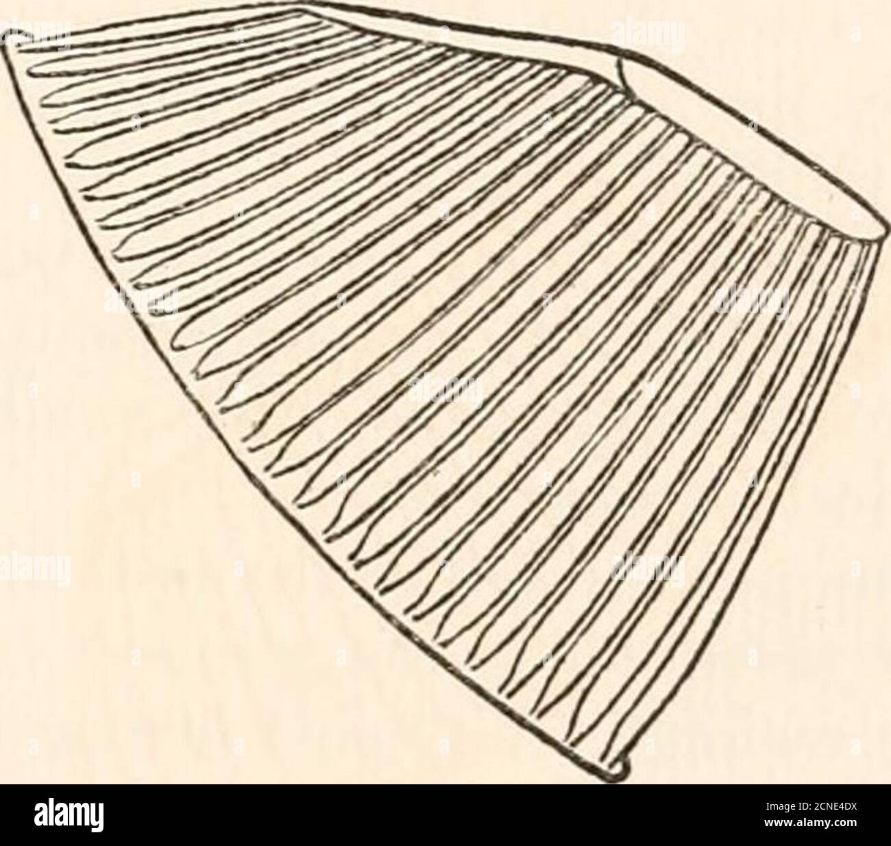 Crow anatomy hi-res stock photography and images - Alamy