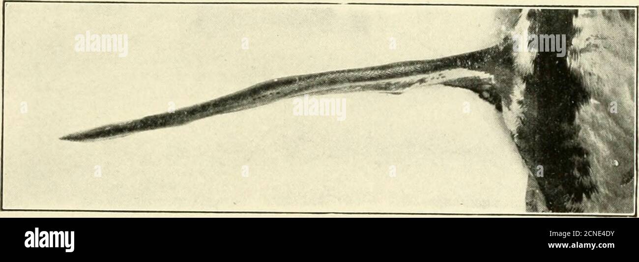 . The bird; its form and function Stock Photo - Alamy