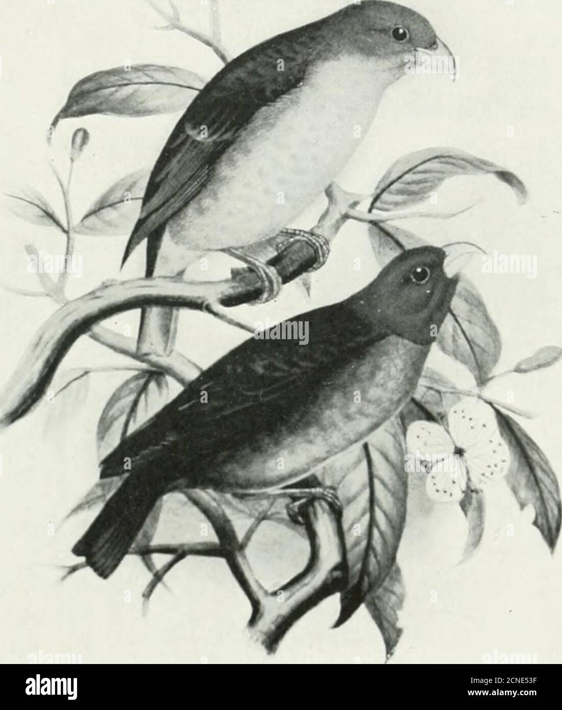 . Bird-lore . o. Elepaio shares with Omao that curious habit of ...