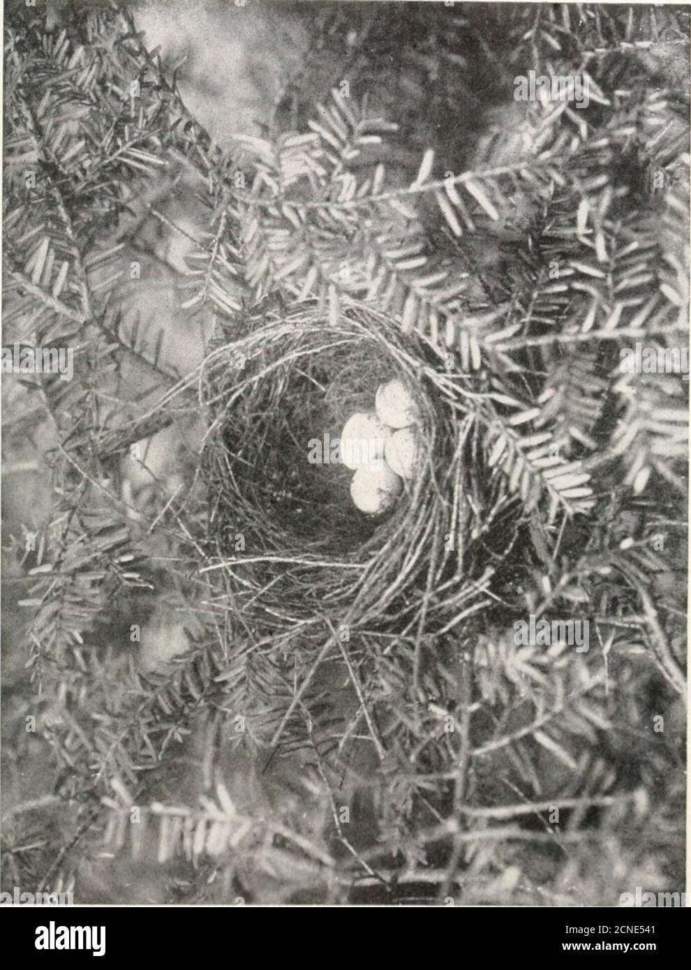 . The bird book : illustrating in natural colors more than seven ...