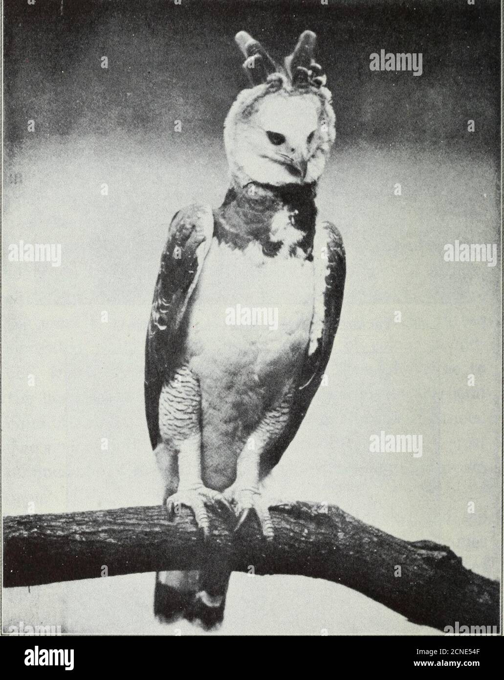 . The bird, its form and function . Fig. 203.—Crest of Victoria Crowned ...