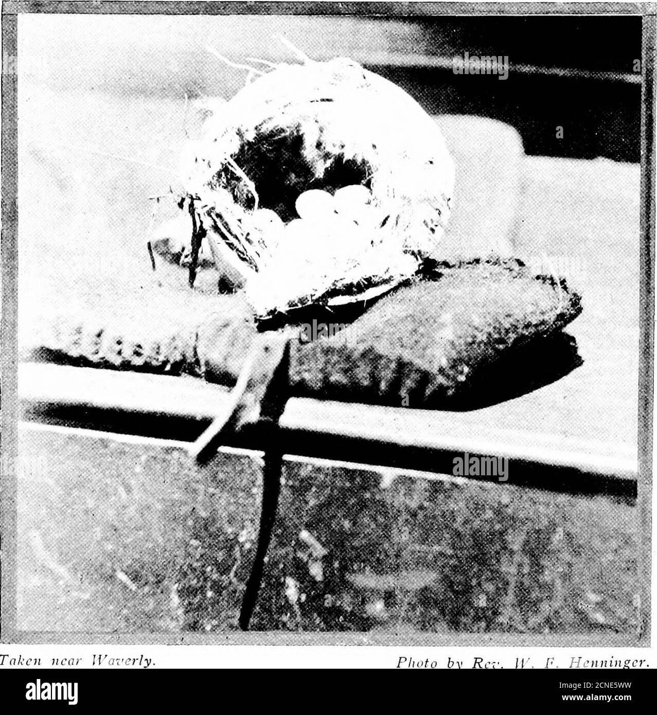 Fury birds Black and White Stock Photos & Images - Alamy