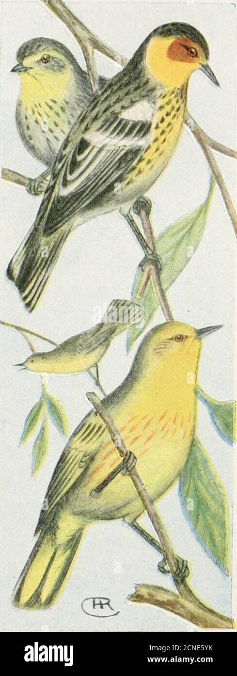 . The bird book : illustrating in natural colors more than seven ...