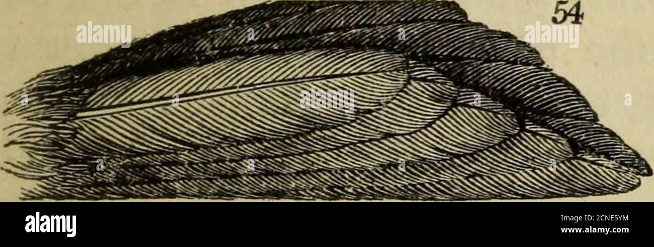 . On the natural history and classification of birds . 106 ON THE ...