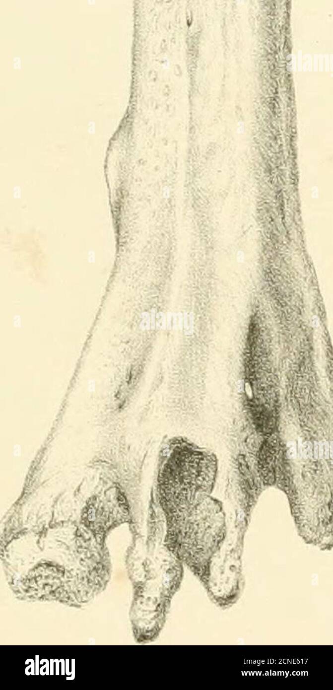 . The dodo and its kindred; or, The history, affinities, and osteology ...